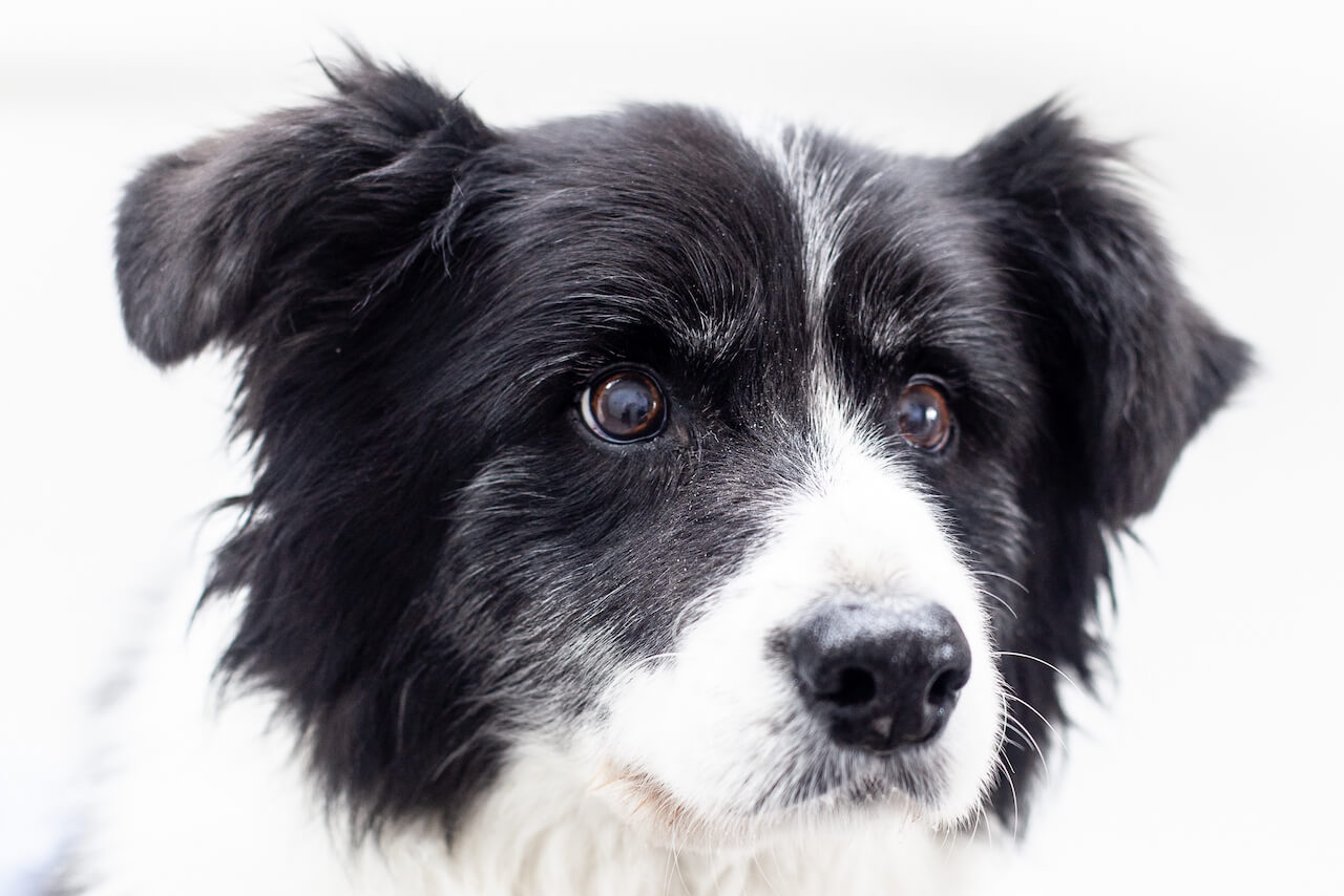 North Perth Vet | Animal Hospital & Pet Clinic - The Floreat Vet